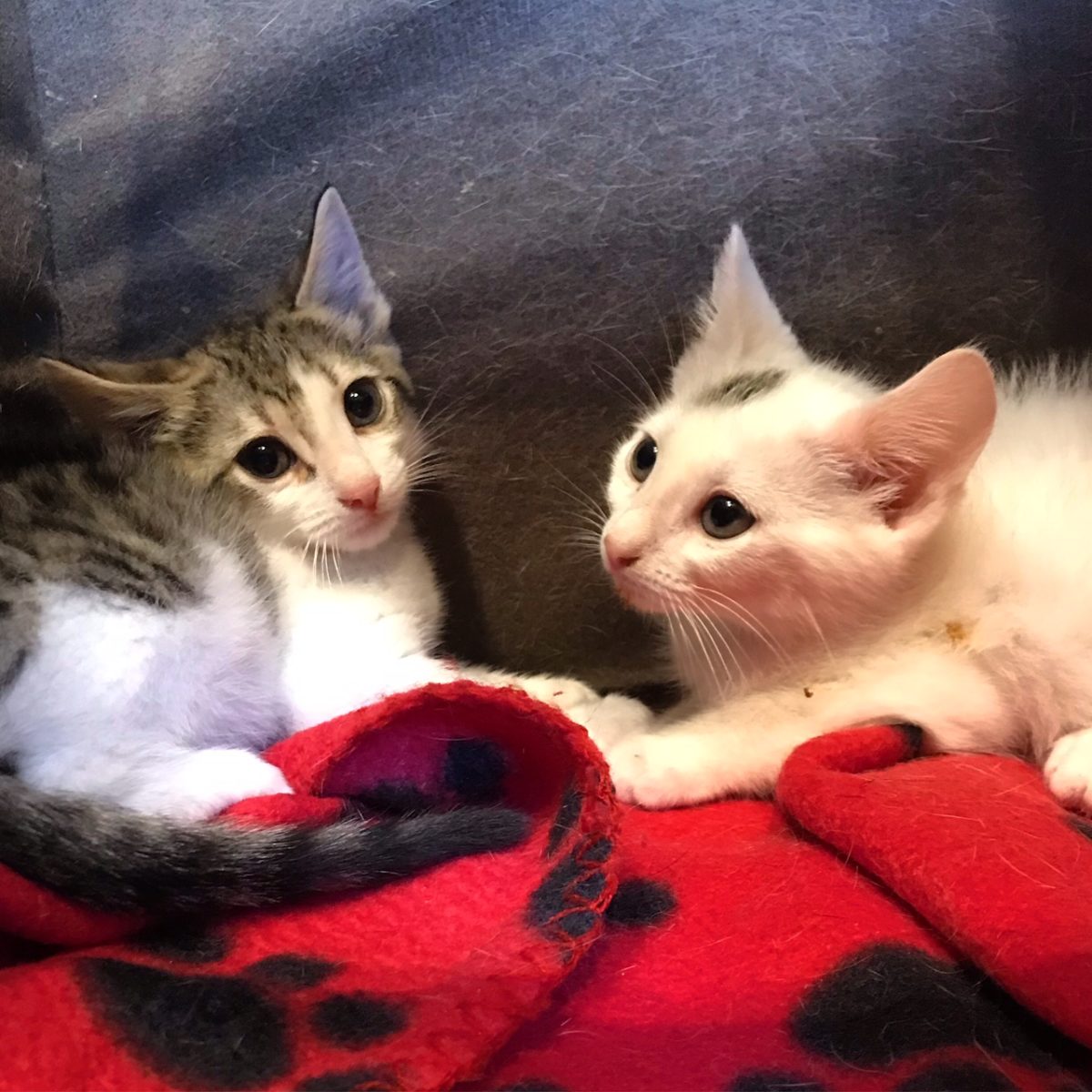 ¡Hola, soy Alfa y Beta! Puedes adoptarme en Felinos Bilbao