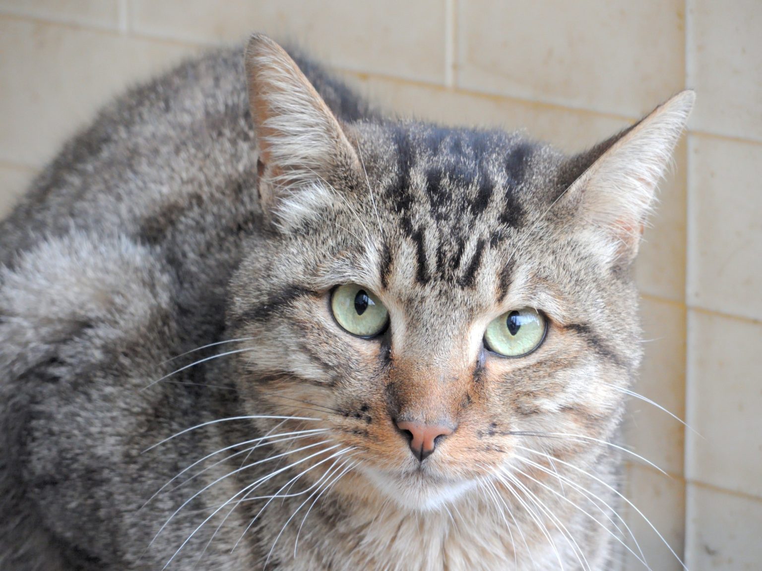 Adopta a un gato de Felinos Bilbao, sociedad protectora de animales de ...