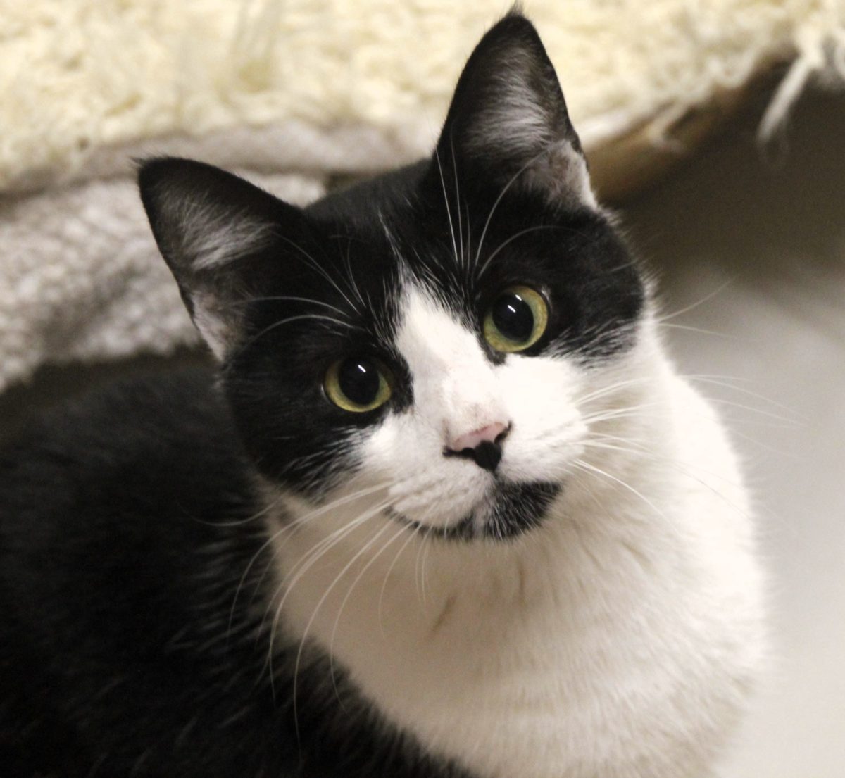 ¡Hola, soy Chirimoyo! Puedes adoptarme en Felinos Bilbao