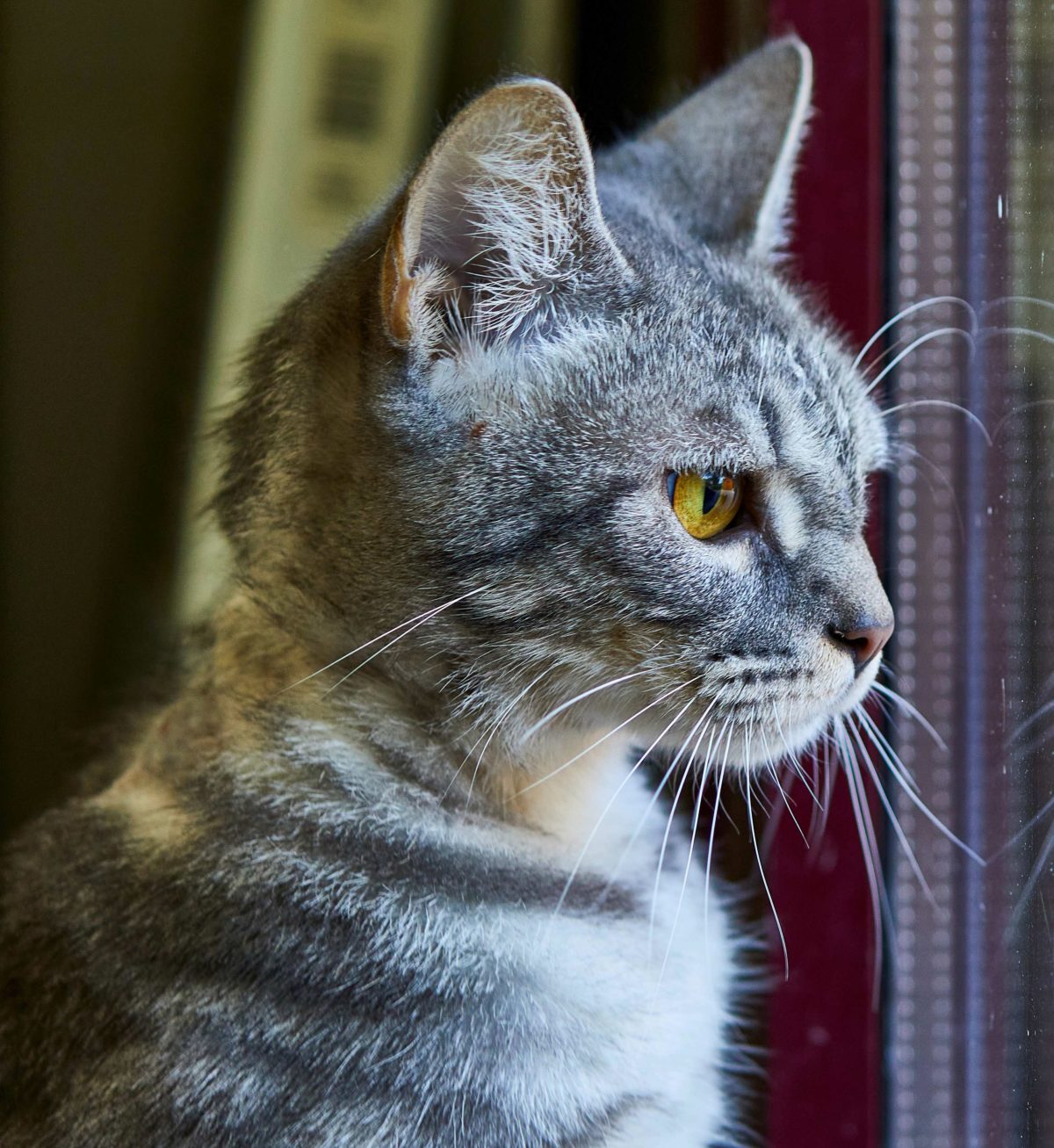 ¡Hola, soy Grisa! Puedes adoptarme en Felinos Bilbao