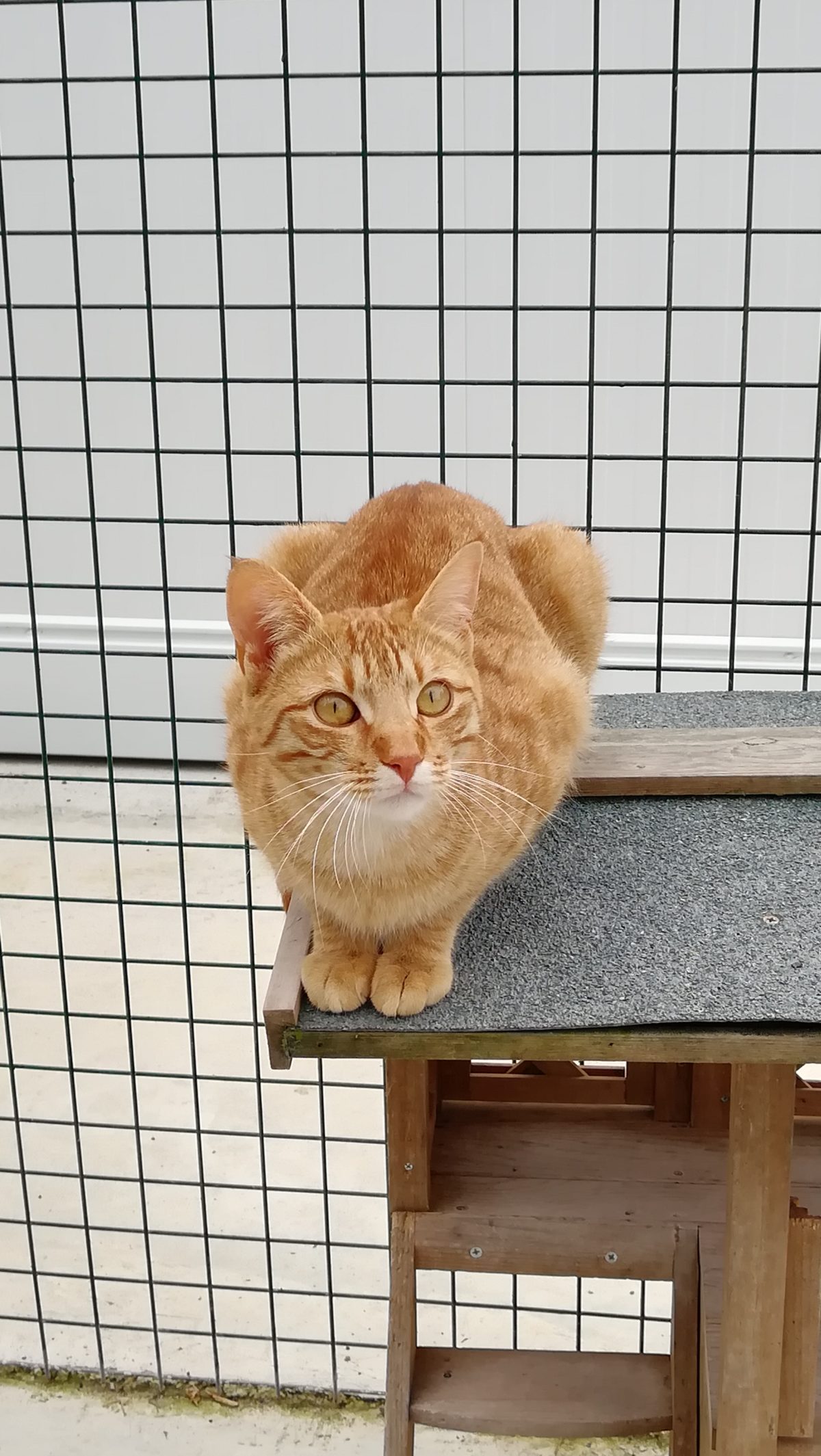 ¡Hola, soy Krausen! Puedes adoptarme en Felinos Bilbao