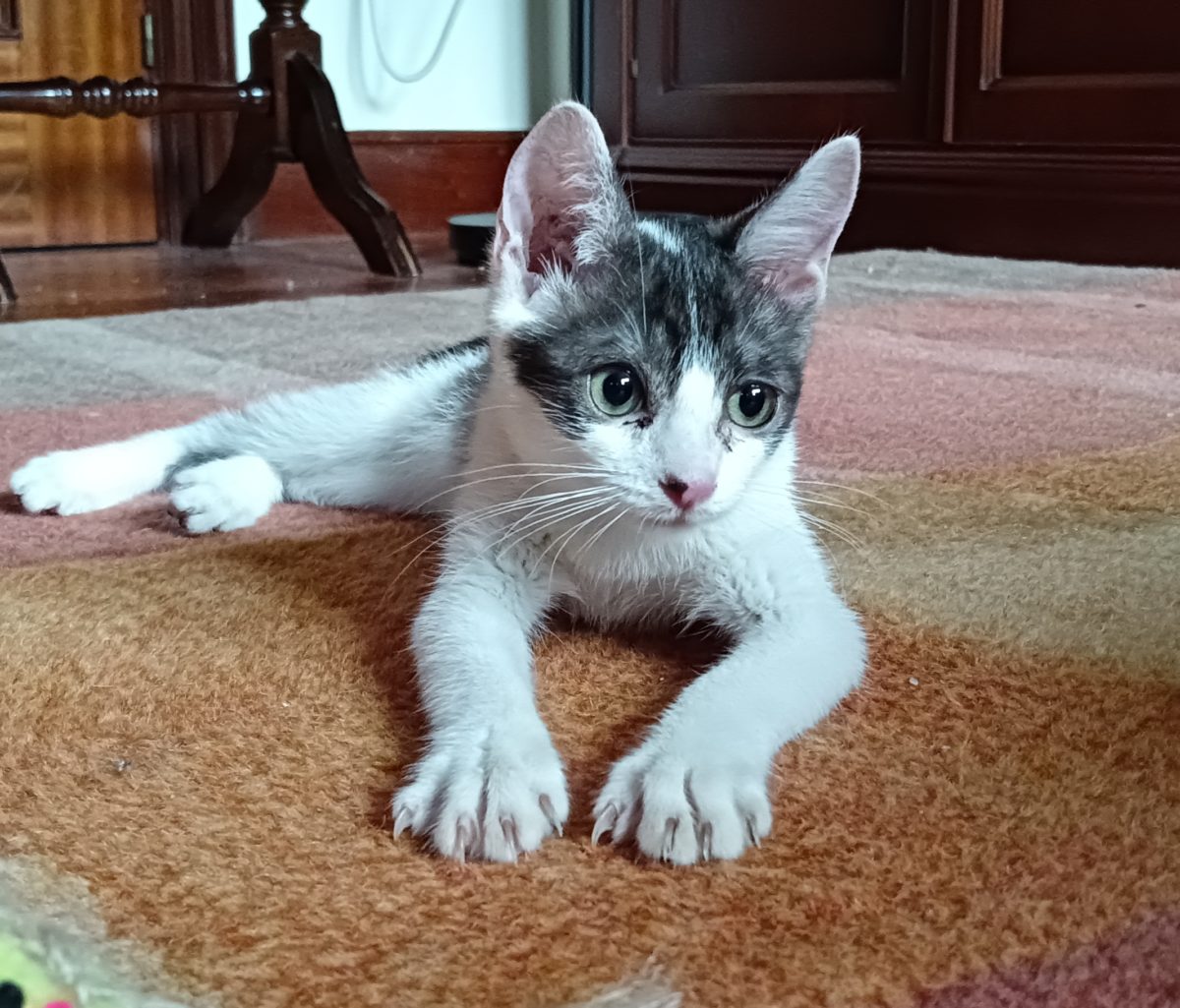 ¡Hola, soy Yumei! Puedes adoptarme en Felinos Bilbao